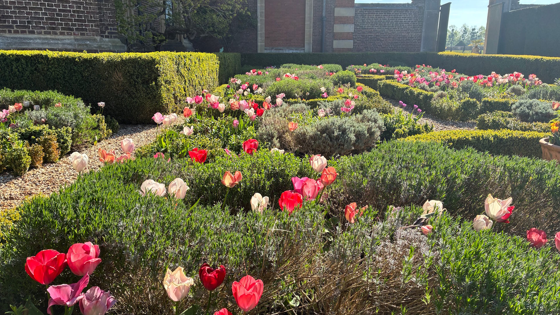 Hampton Court Palace Tulip Festival: 100,000 tulips in bloom