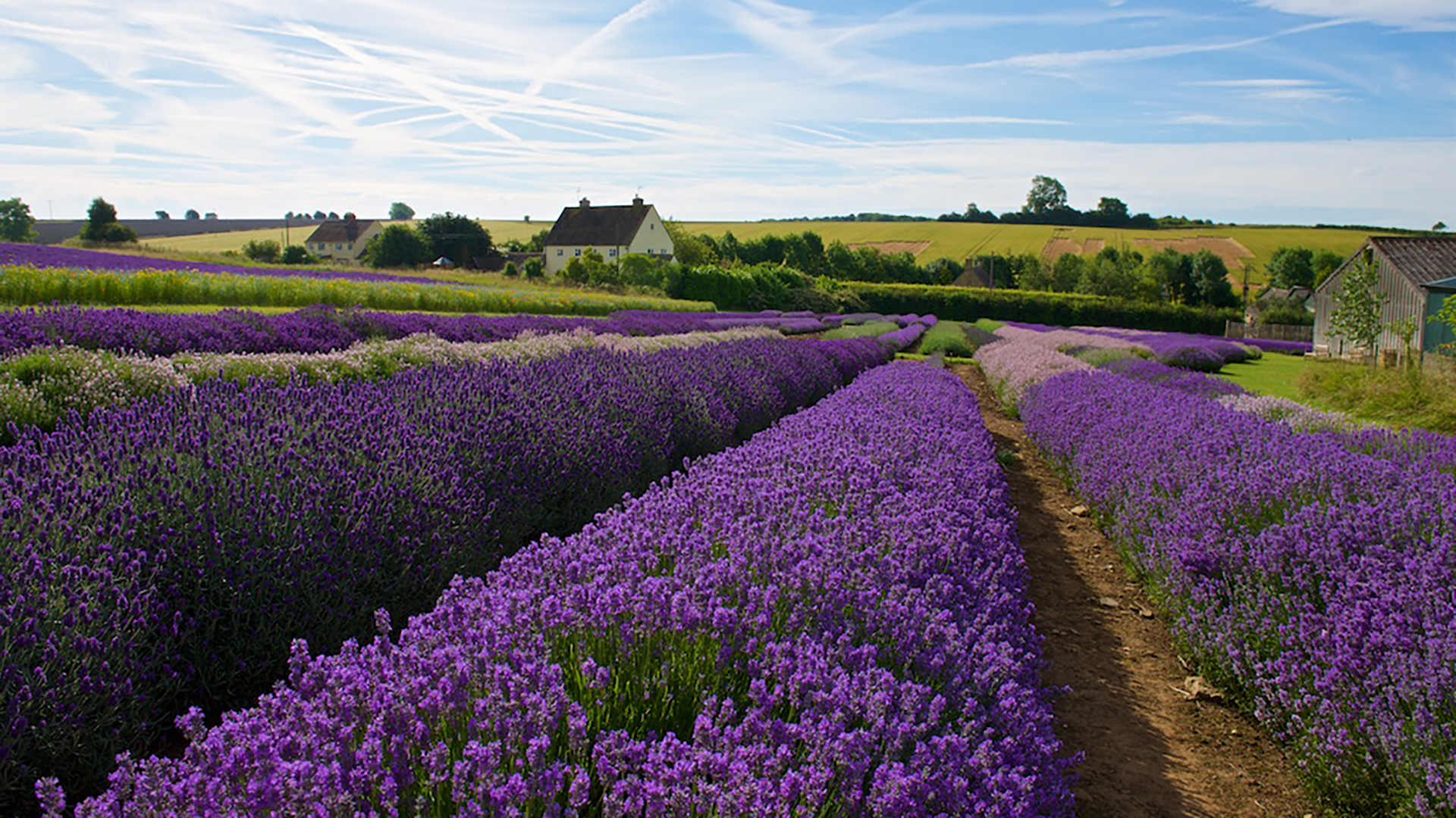 11 best lavender fields near London to visit in summer 2025