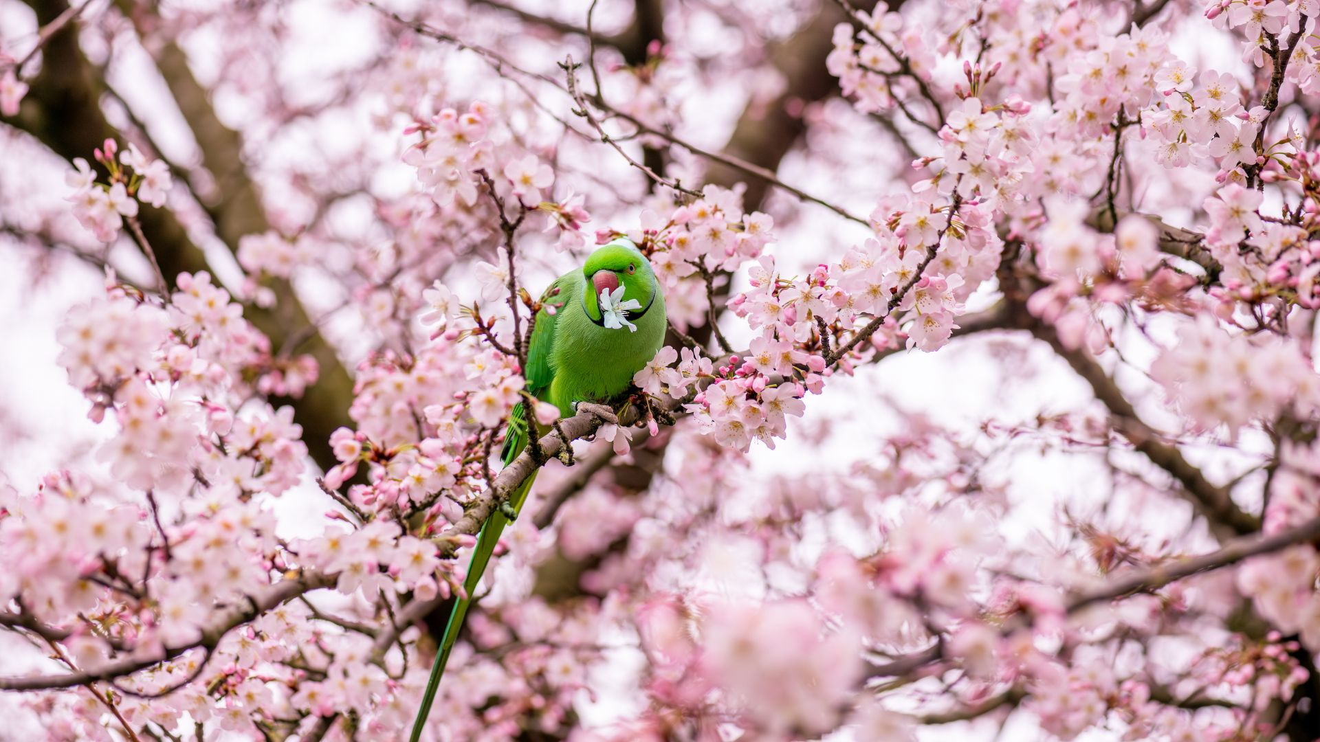 Wild parakeets in London: where to see them and why they're here