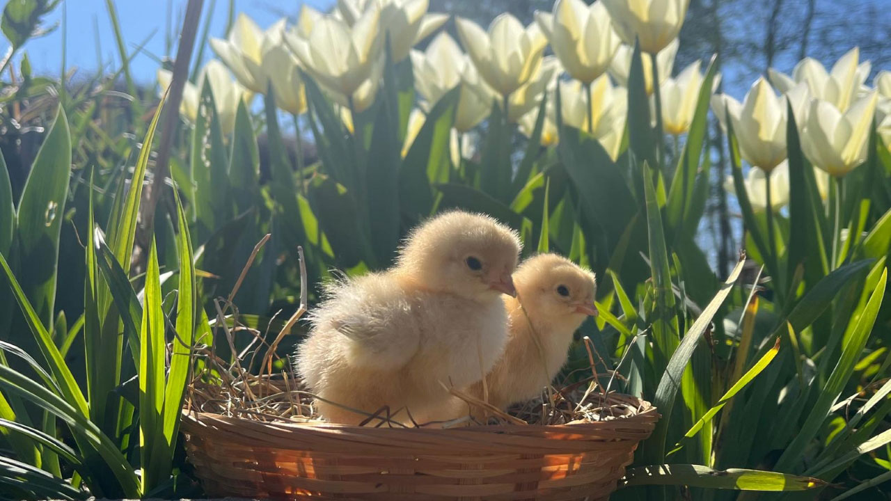 13 best farms in London